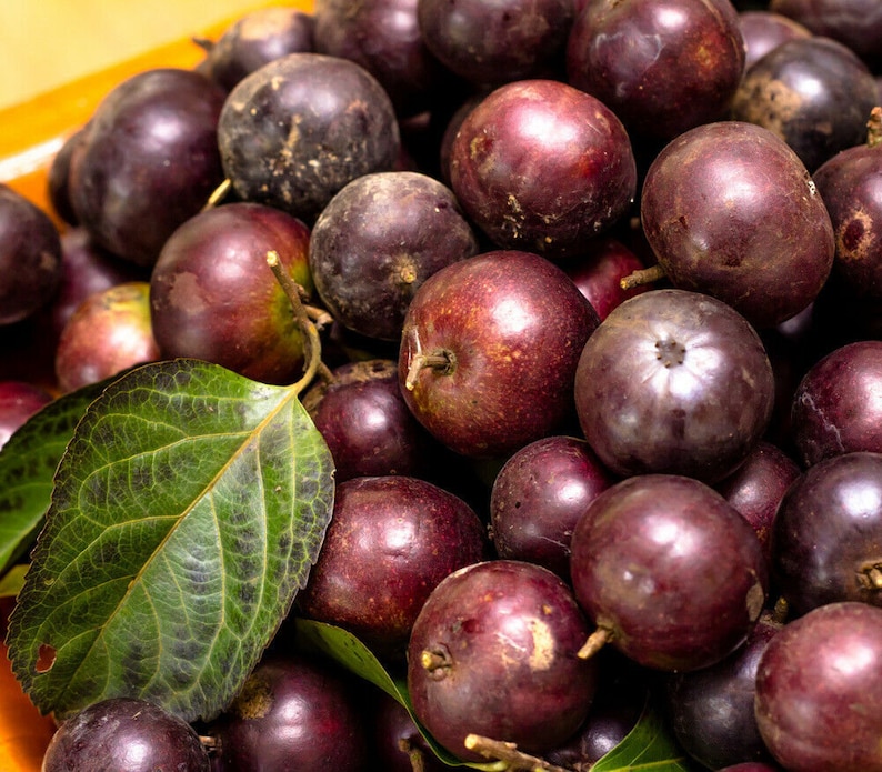 Flacourtia Indica Ramontchi Governors Plum Fruit Tropical | Etsy