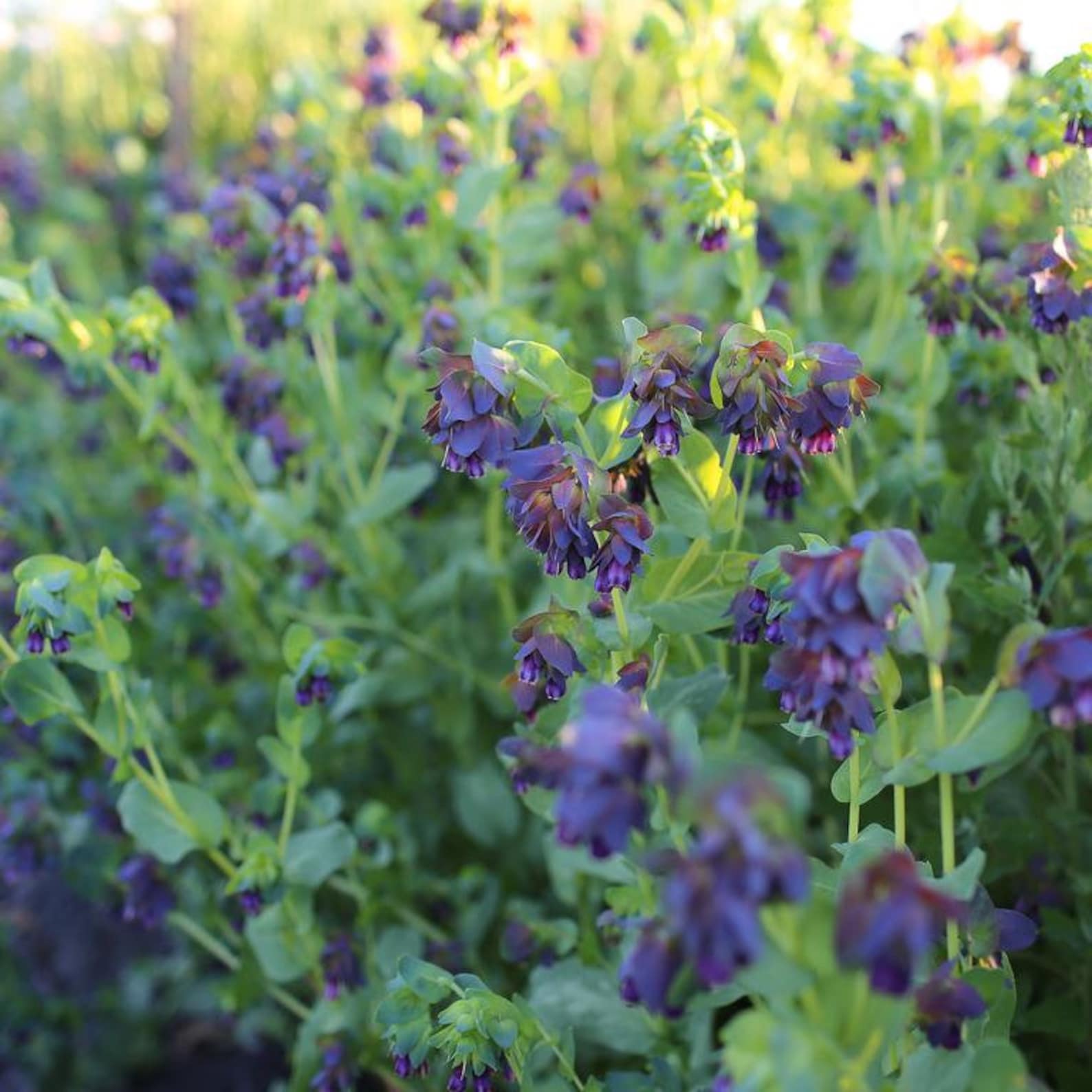 Cerinthe Major Pride of Gibraltar Purple Wax Flower 20 - Etsy Ireland