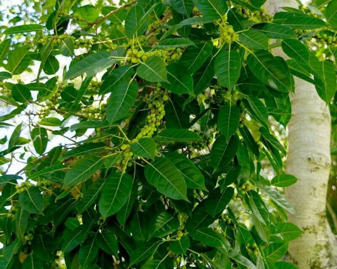White Fig Tree Seeds 200 Ficus Virens Ornamental Tropical - Etsy