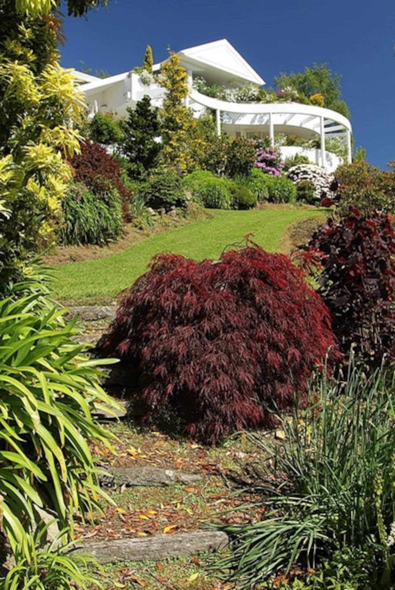 Acer Palmatum Atropurpureum Red Japanese Maple Bonsai - Etsy
