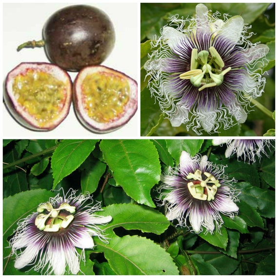 Passiflora Edulis