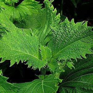 Shiso vert, graines de Perilla frutescens, herbe japonaise piquante ...