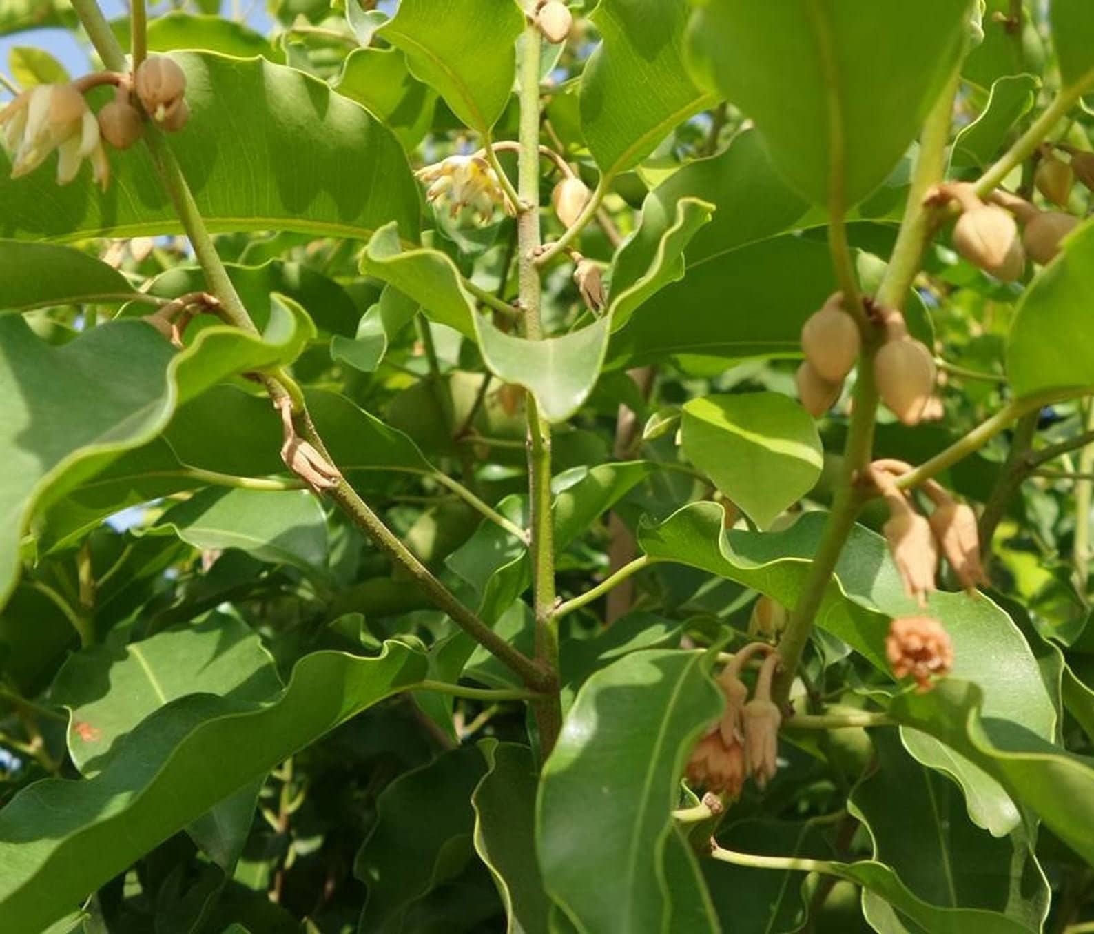 Mimusops Elengi Tree Fragrant Spanish Cherry India Medlar - Etsy Canada