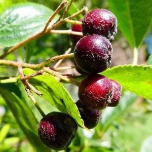 BLACK CHOKEBERRY Aronia Melanocarpa 50 Seeds Bonsai - Etsy