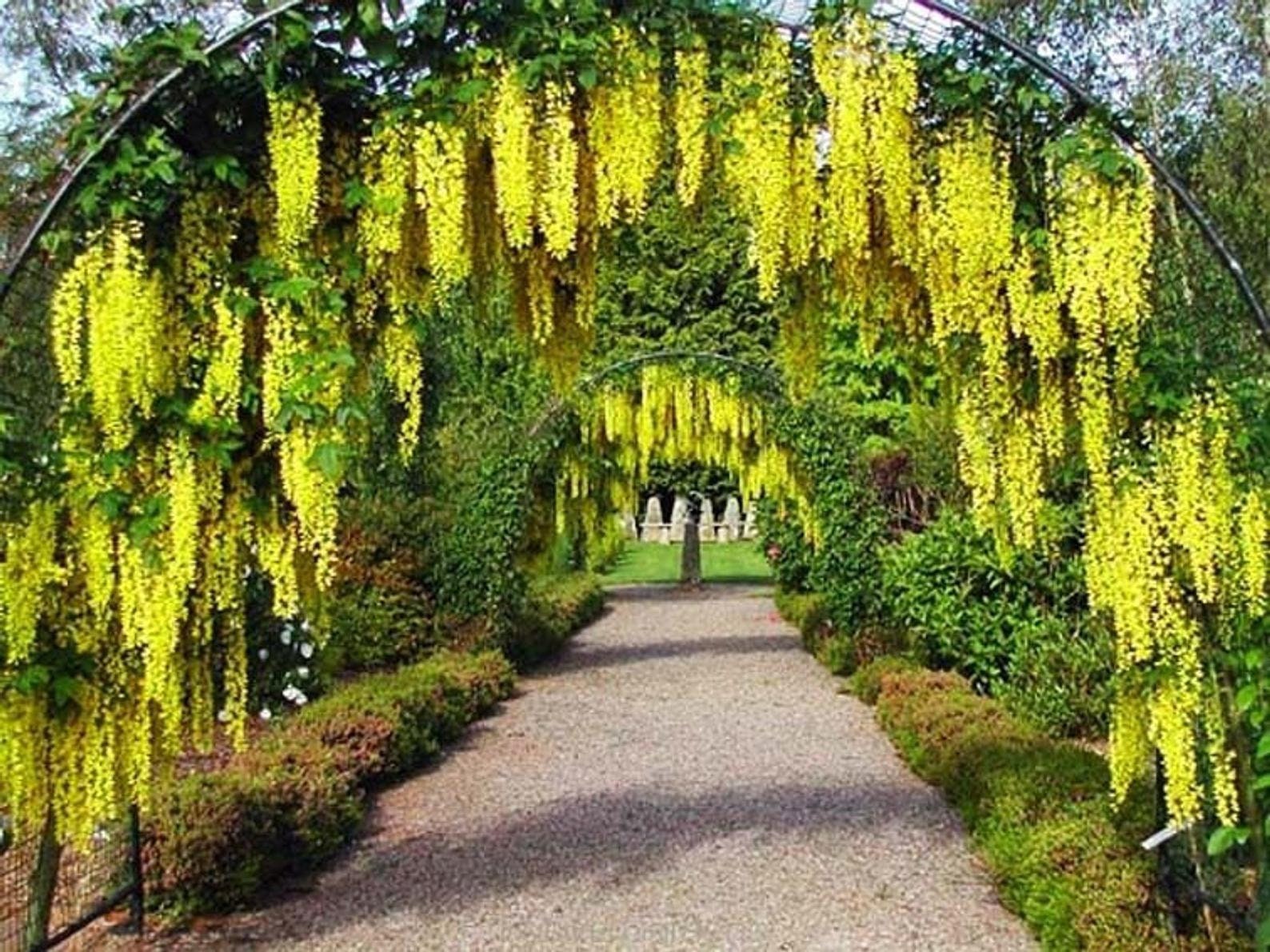 20 GOLDEN CHAIN TREE Goldenchain Laburnum Anagyroides Seeds - Etsy