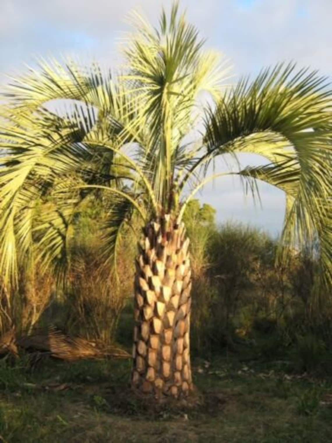 Butia Odorata Capitata Hardy Jelly Palm Tree 5 Tropical | Etsy