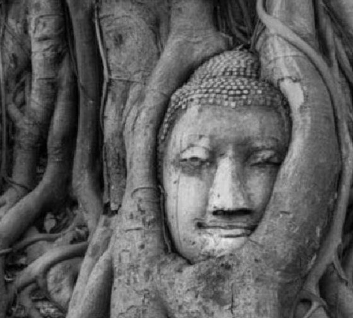 Ficus Benghalensis Tree Banyan Bengal Fig East India Fig | Etsy