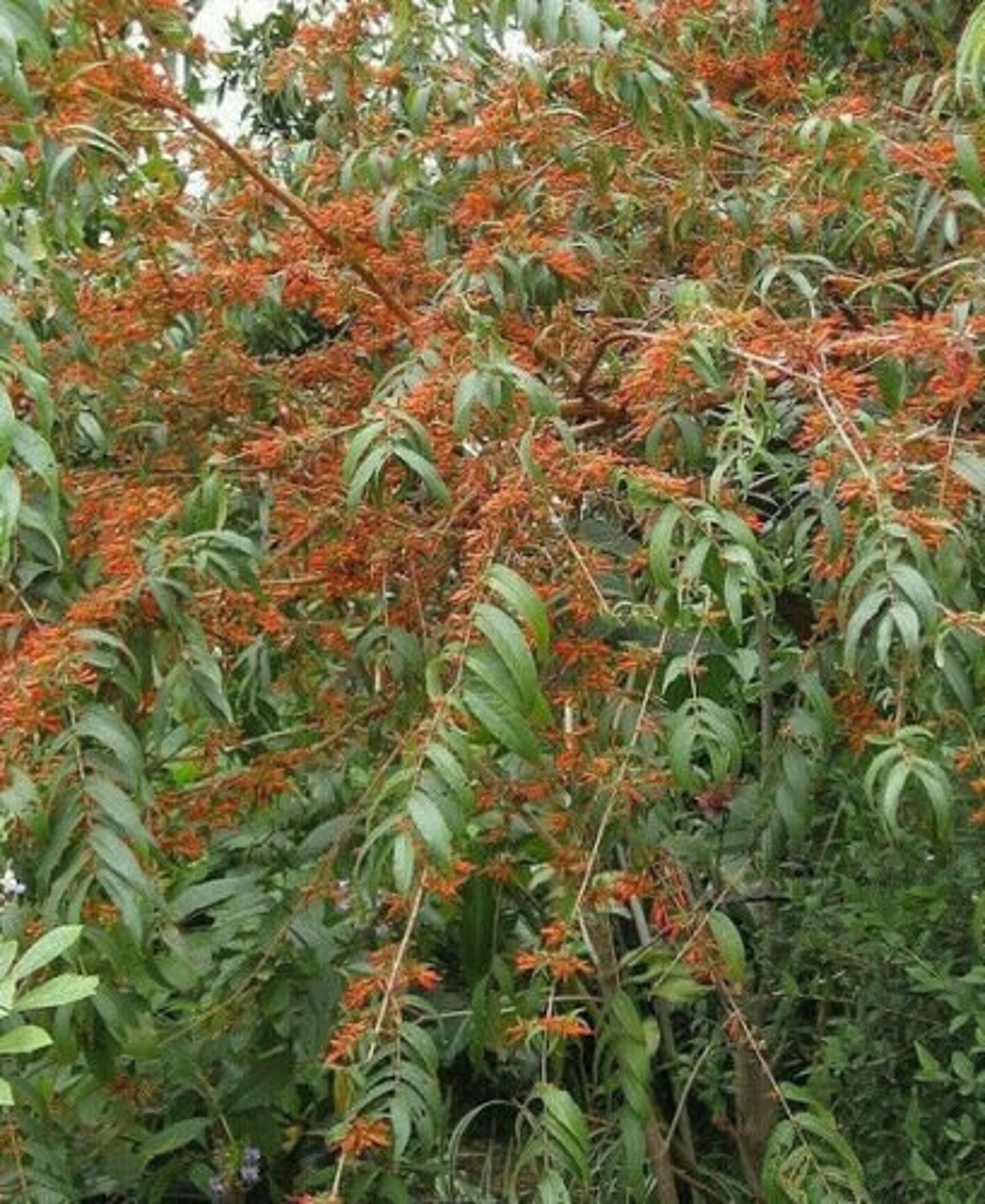 Woodfordia Fruticosa fire flames woodfordia dhataki plant | Etsy