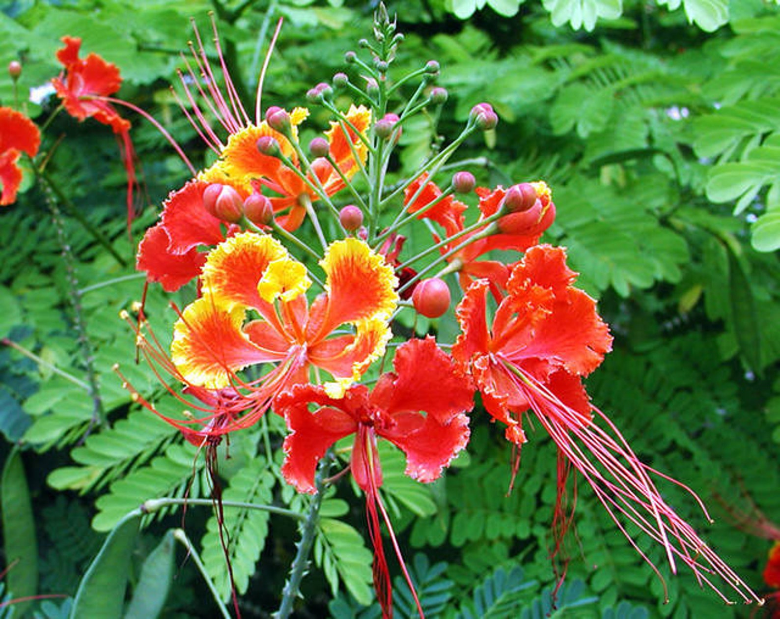 Caesalpinia Pulcherrima Seeds Dwarf Poinciana 10 Seeds - Etsy Canada