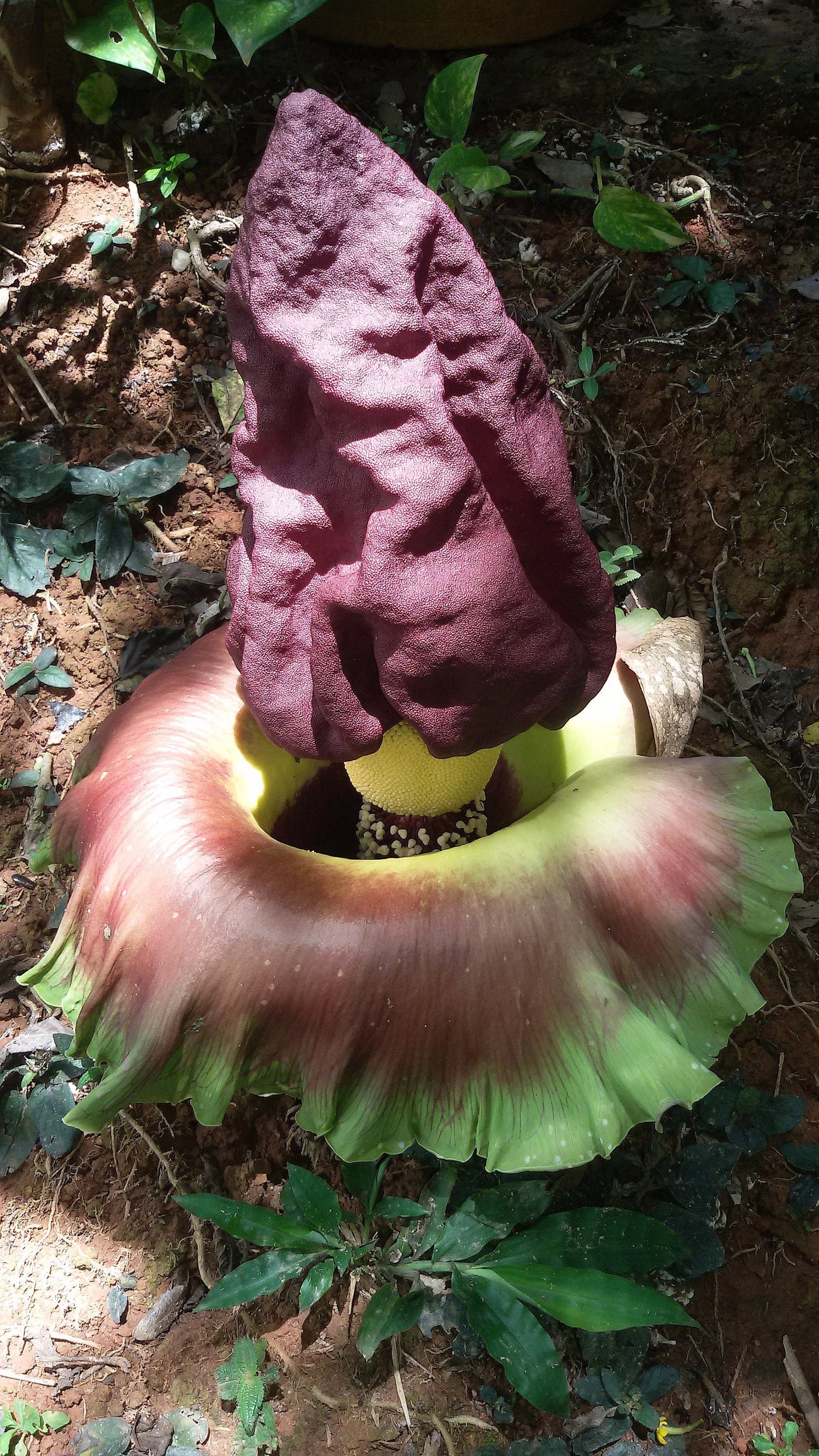 Amorphophallus Paeoniifolius Elephant Yam Perennial - Etsy