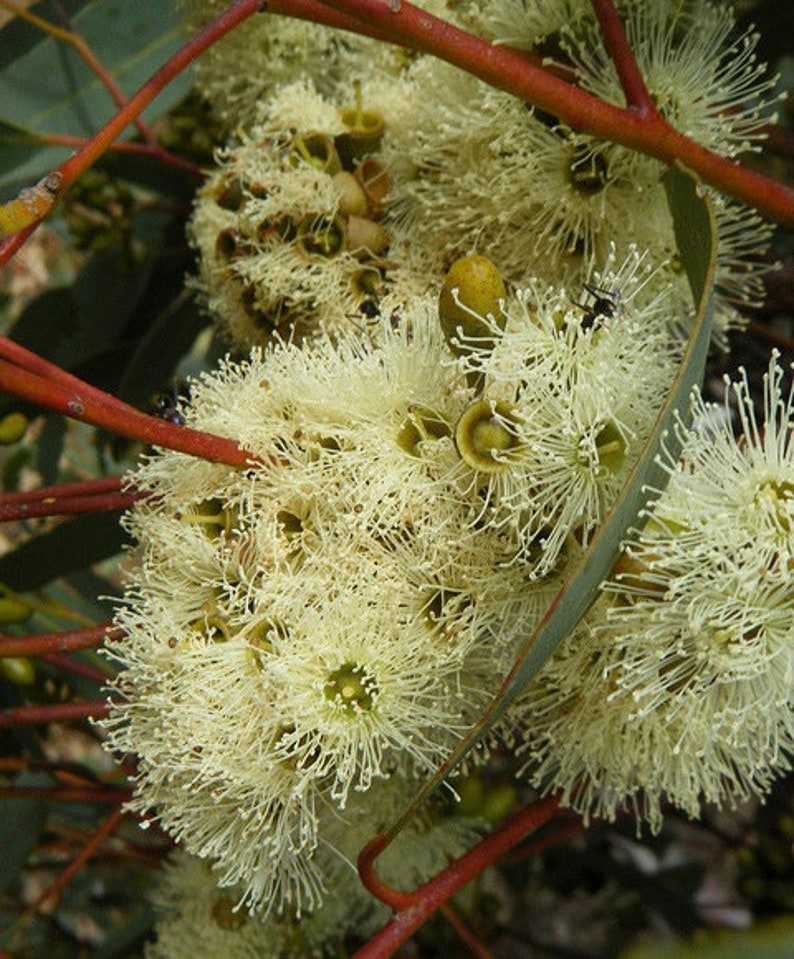 Eucalyptus Punctata Seeds, Grey Gum Eucalyptus, Iron Gray Gum - 50 ...