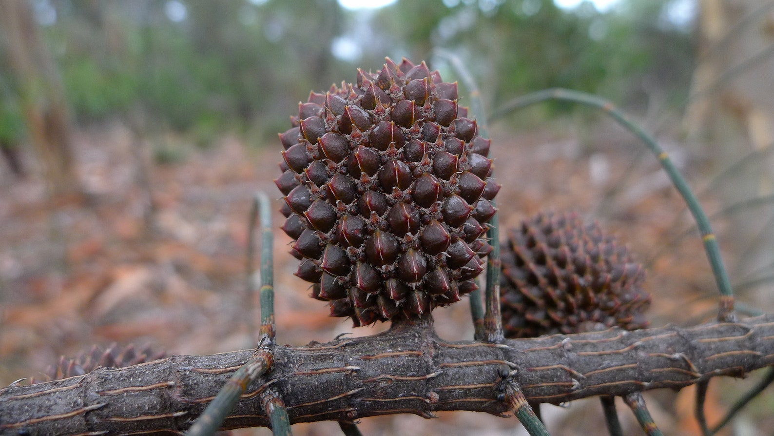 Allocasuarina Verticillata Drooping Sheoak 10 Seeds - Etsy