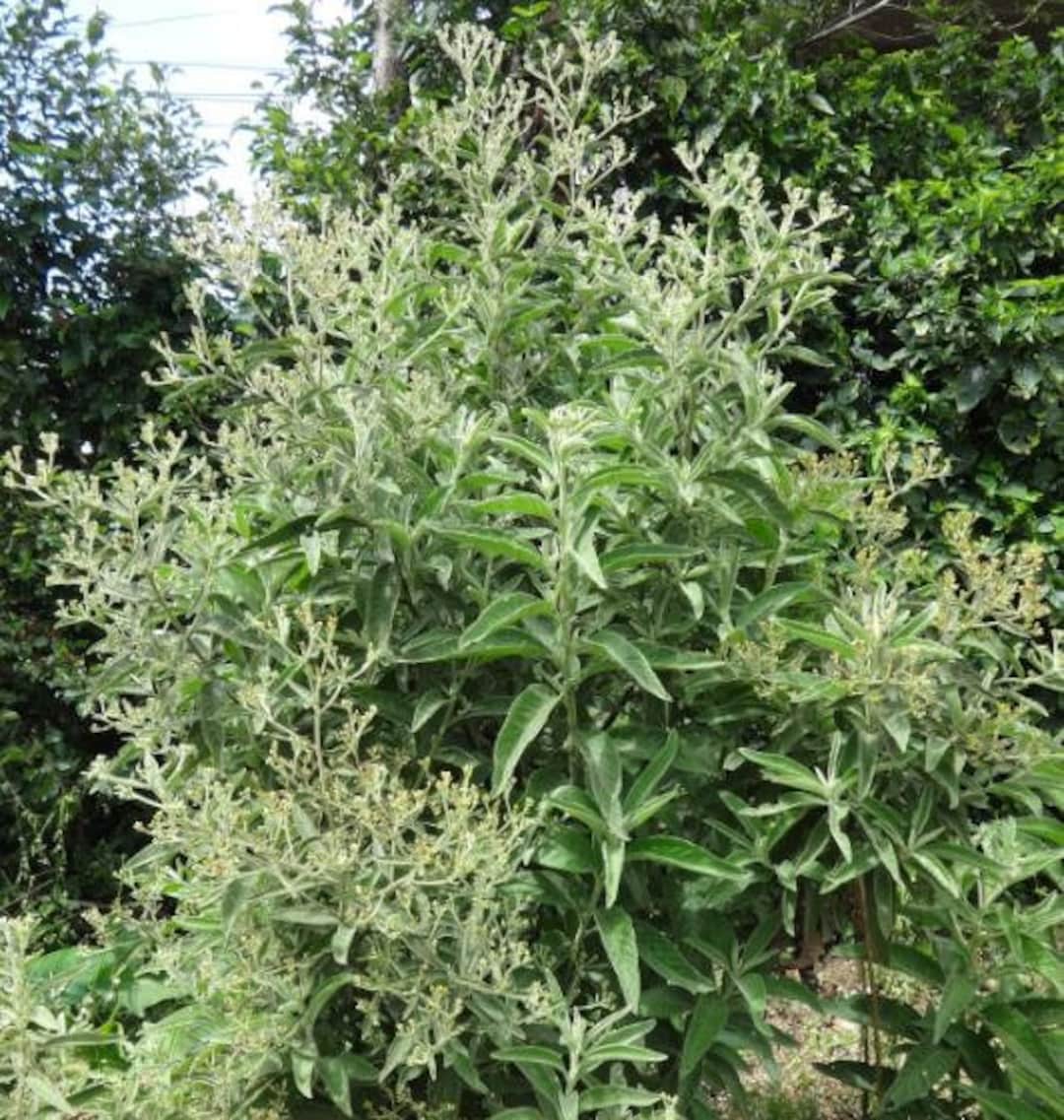 Blumea Balsamifera Aromatria Herb - Sembung Balm Sambong Aromatic - 10 ...