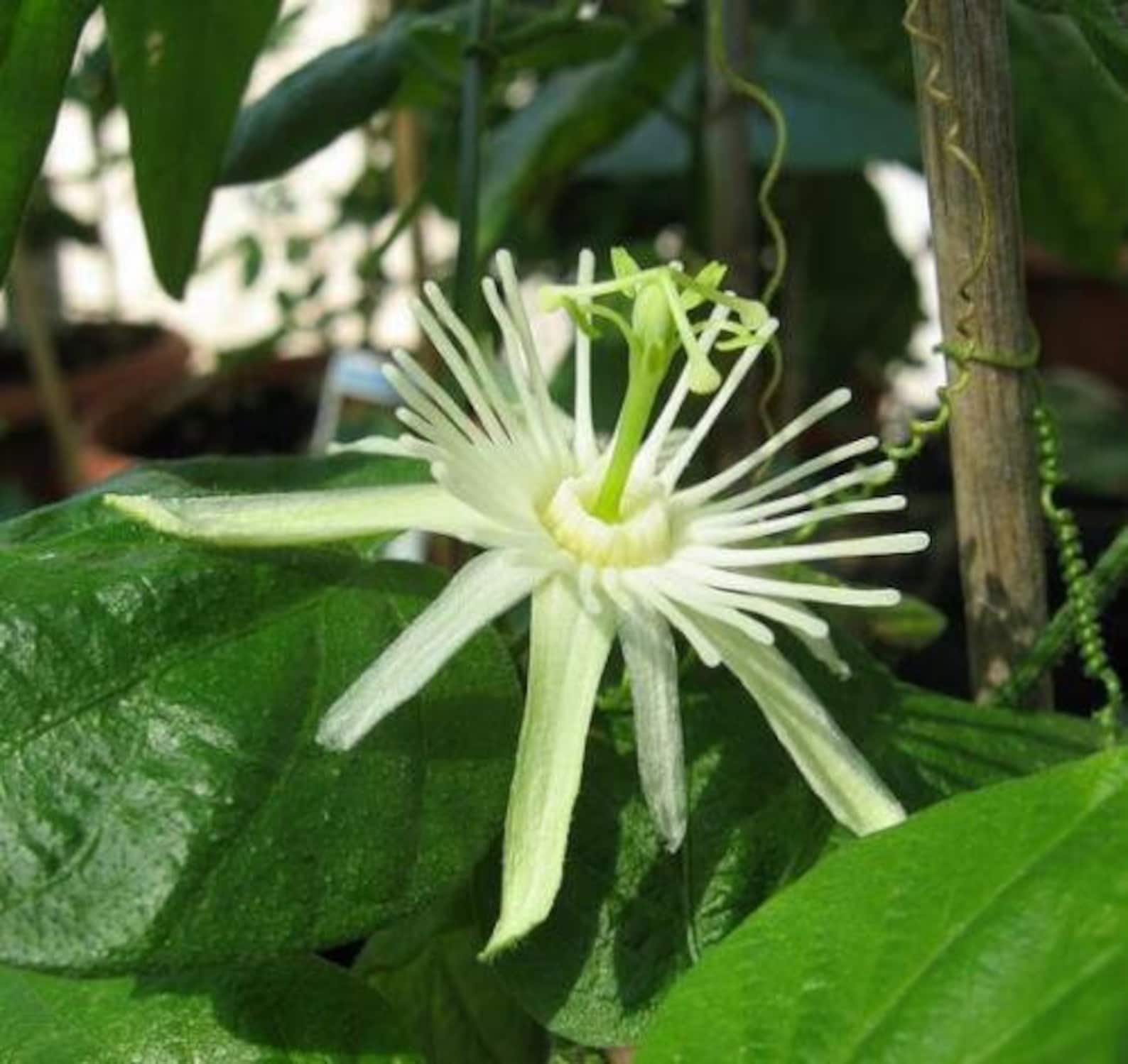 Passiflora Capsularis White Vanilla Cream Passion Fruit Flower - Etsy