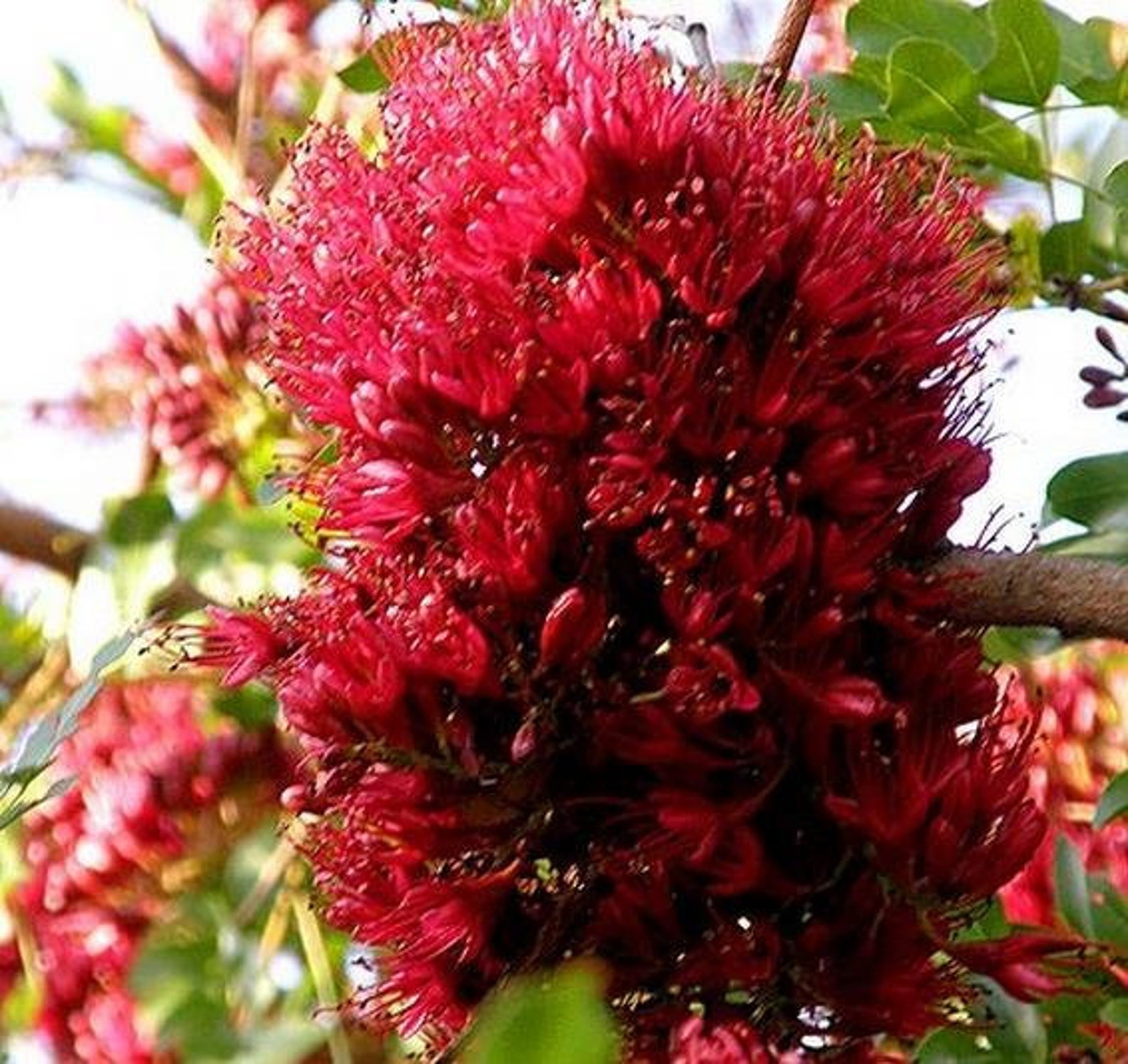 10 Seeds Fuschia Schotia Brachypetala Flowering Tree African | Etsy