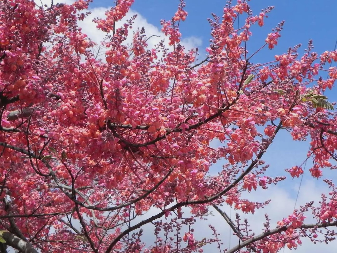 Cassia javanica renigera - Burmese Pink Cassia - 10 Seeds - Etsy Portugal