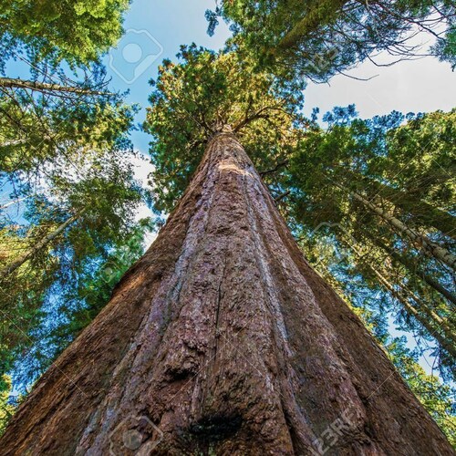 giant-sequoia-redwood-tree-seeds-redwood-tree-seeds-giant-etsy