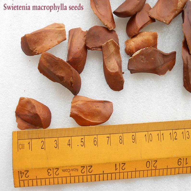 Semillas de árboles de caoba hondureña Swietenia macrophylla - Etsy España