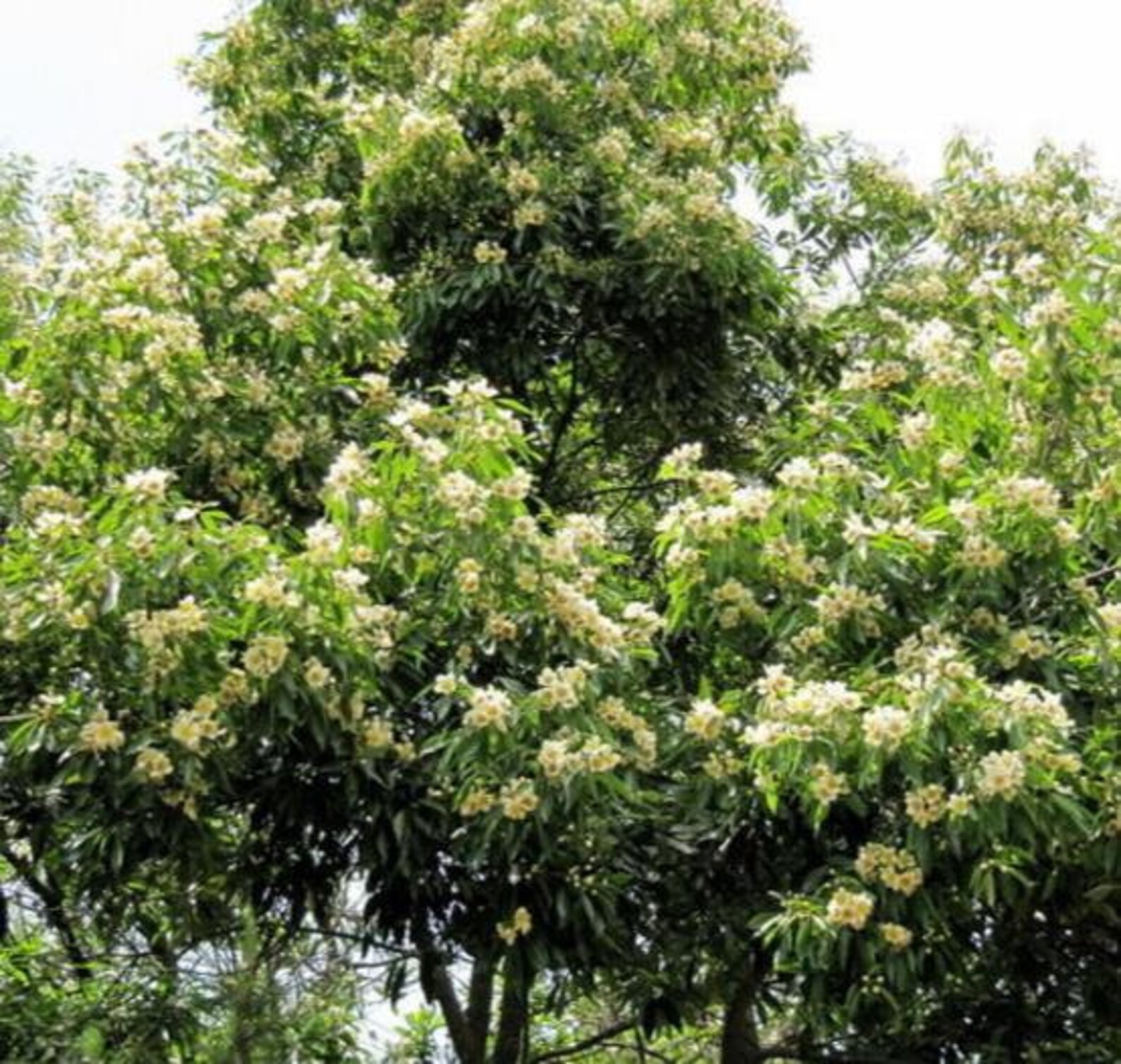 Schima Superba Seeds UNIQUE EVERGREEN TREE 50 Seeds | Etsy