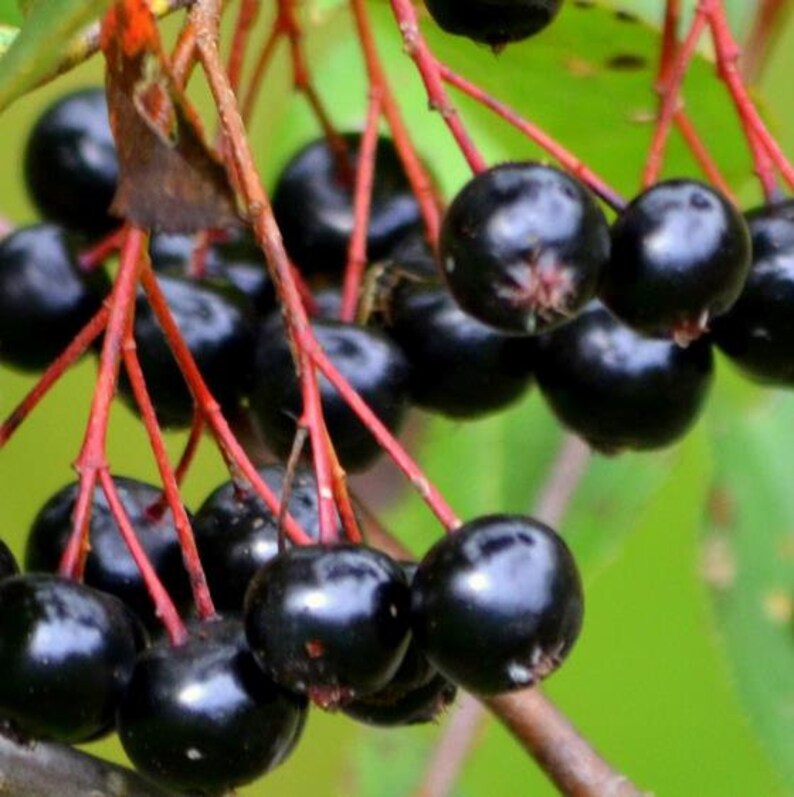 BLACK CHOKEBERRY Aronia Melanocarpa 50 Seeds Bonsai - Etsy
