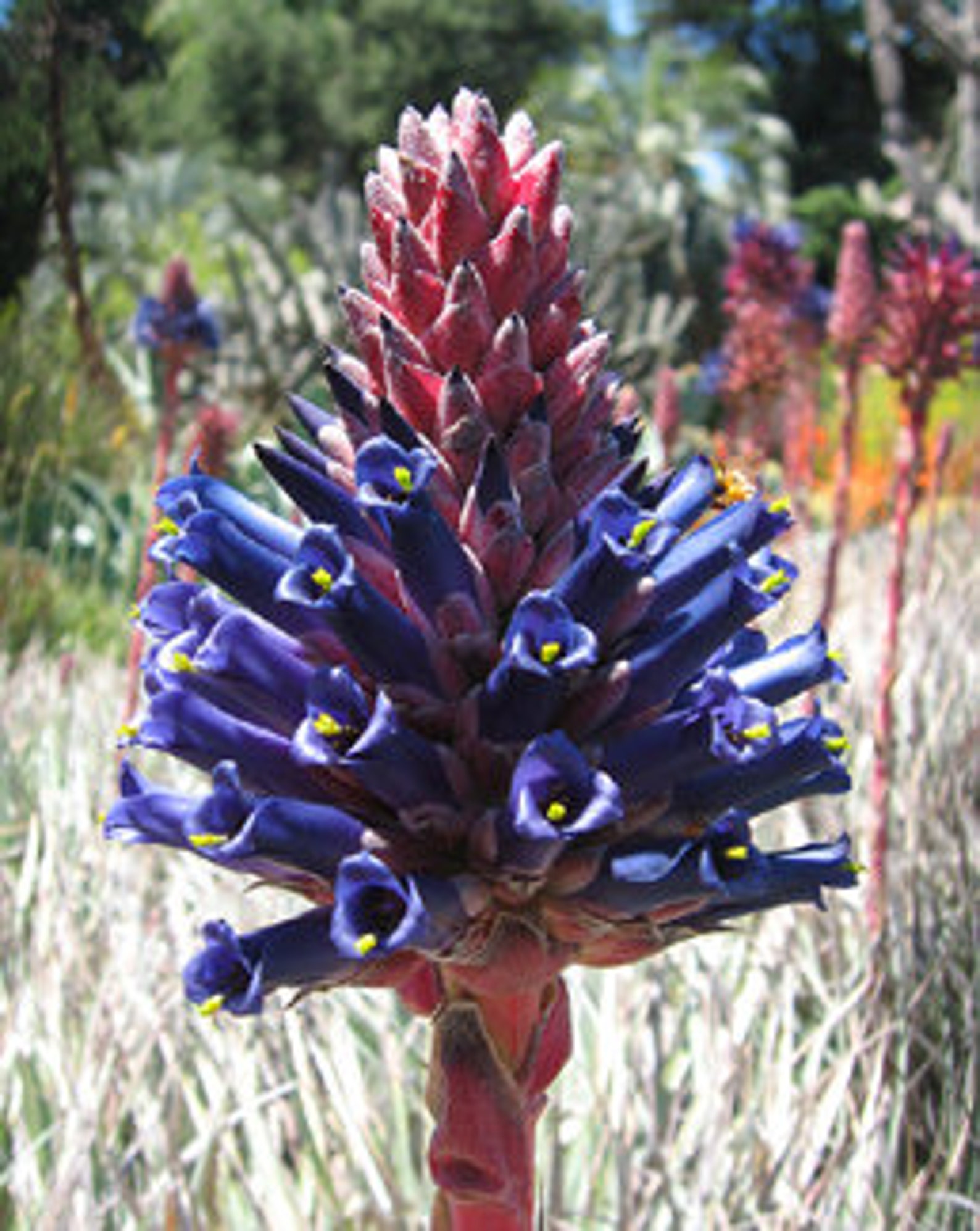 Puya Venusta 30 Seeds - Chagualillo - Coastal Purple Puya - Bromeliad ...