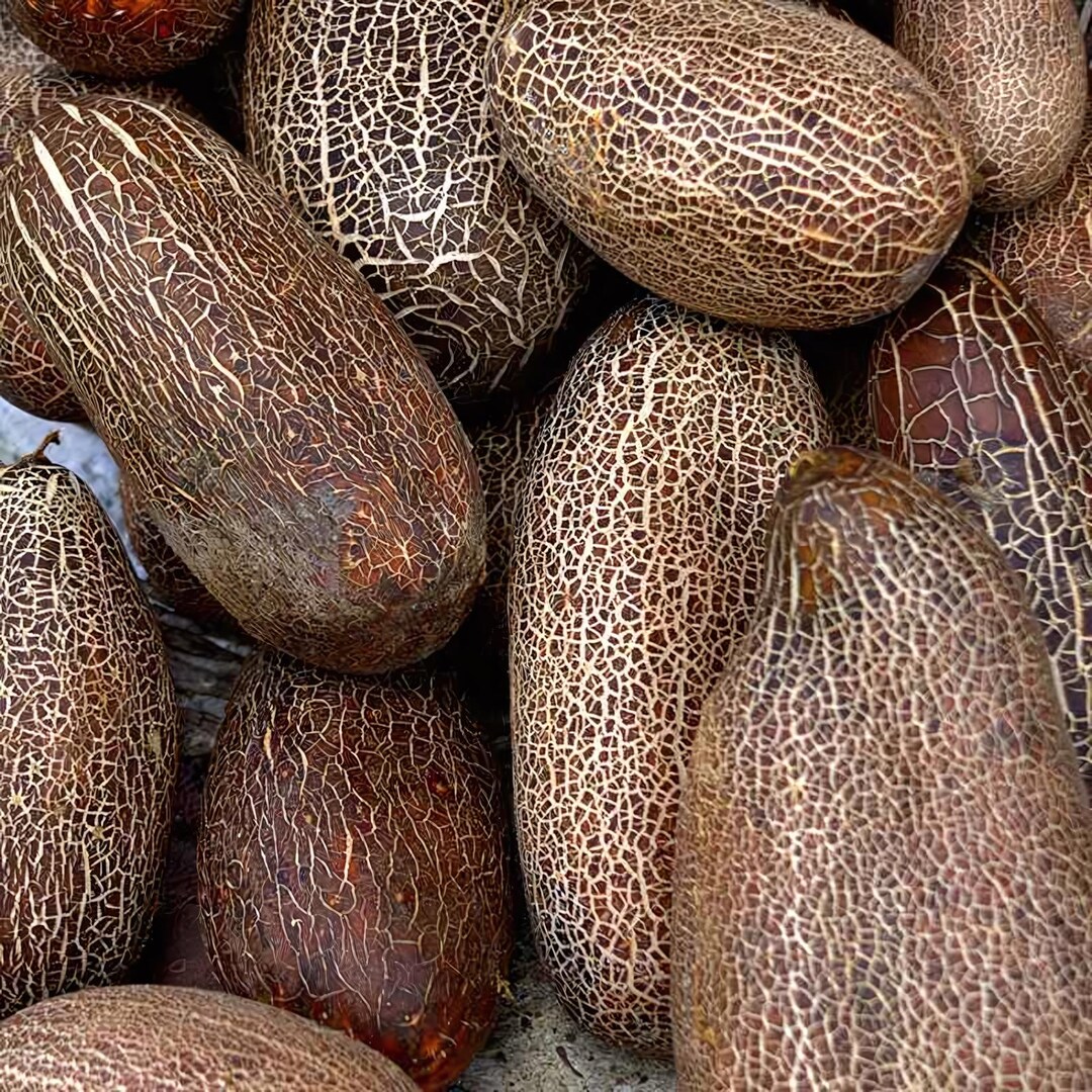 Cucumis Sativus Var. Sikkimensis Seeds, Sikkim Himalayan Cucumber - 5 ...