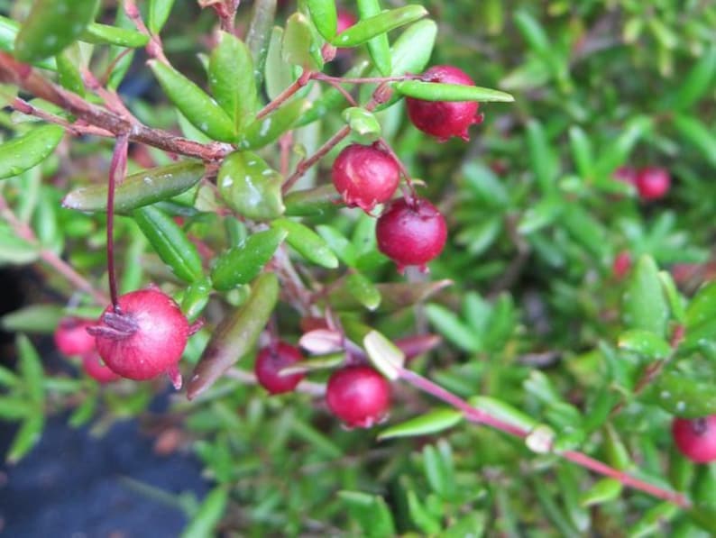 Rare Chilean Guava / Murtilla Ugni Molinae Fruit 10 Seeds | Etsy