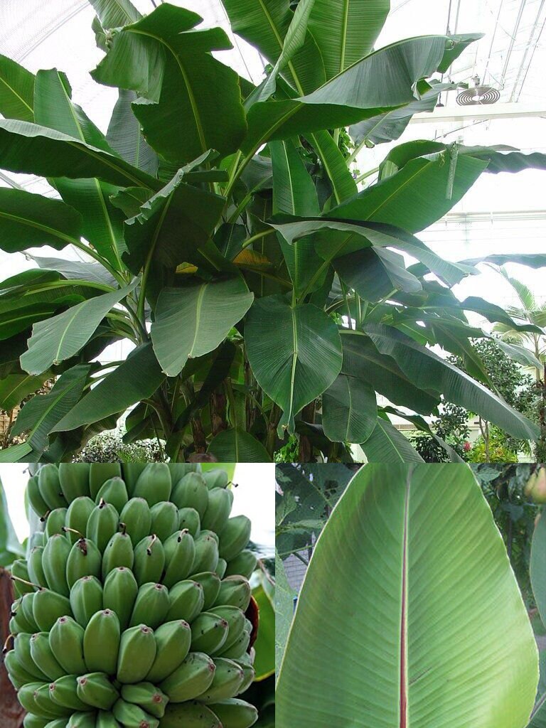 Musa Sikkimensis - Darjeeling Banana Plant Seeds - 5 Quality Seeds ...