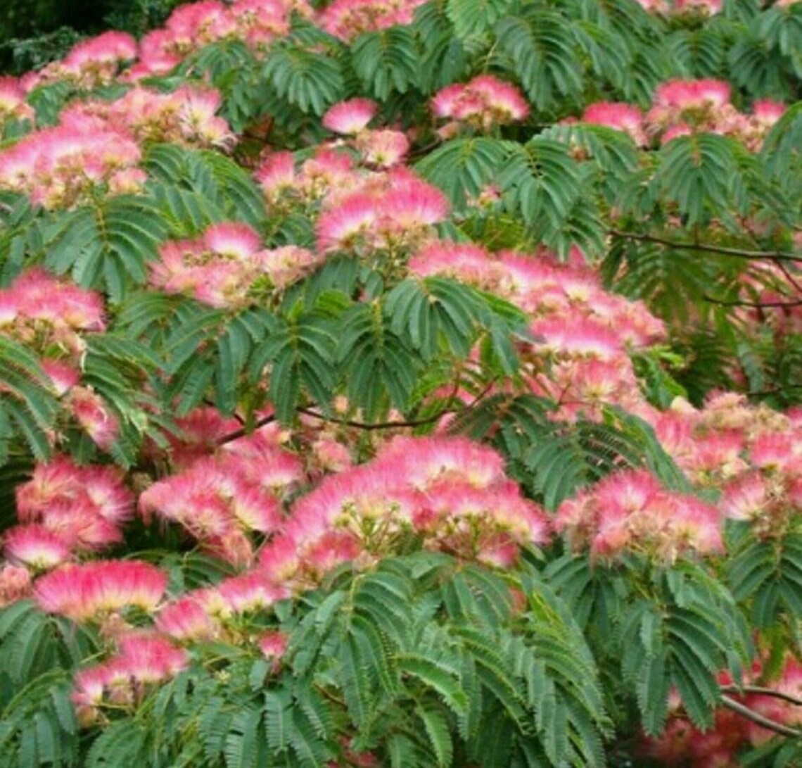 Albizia Julibrissin Rosea Seeds Pink Silk Tree 10 Seeds | Etsy
