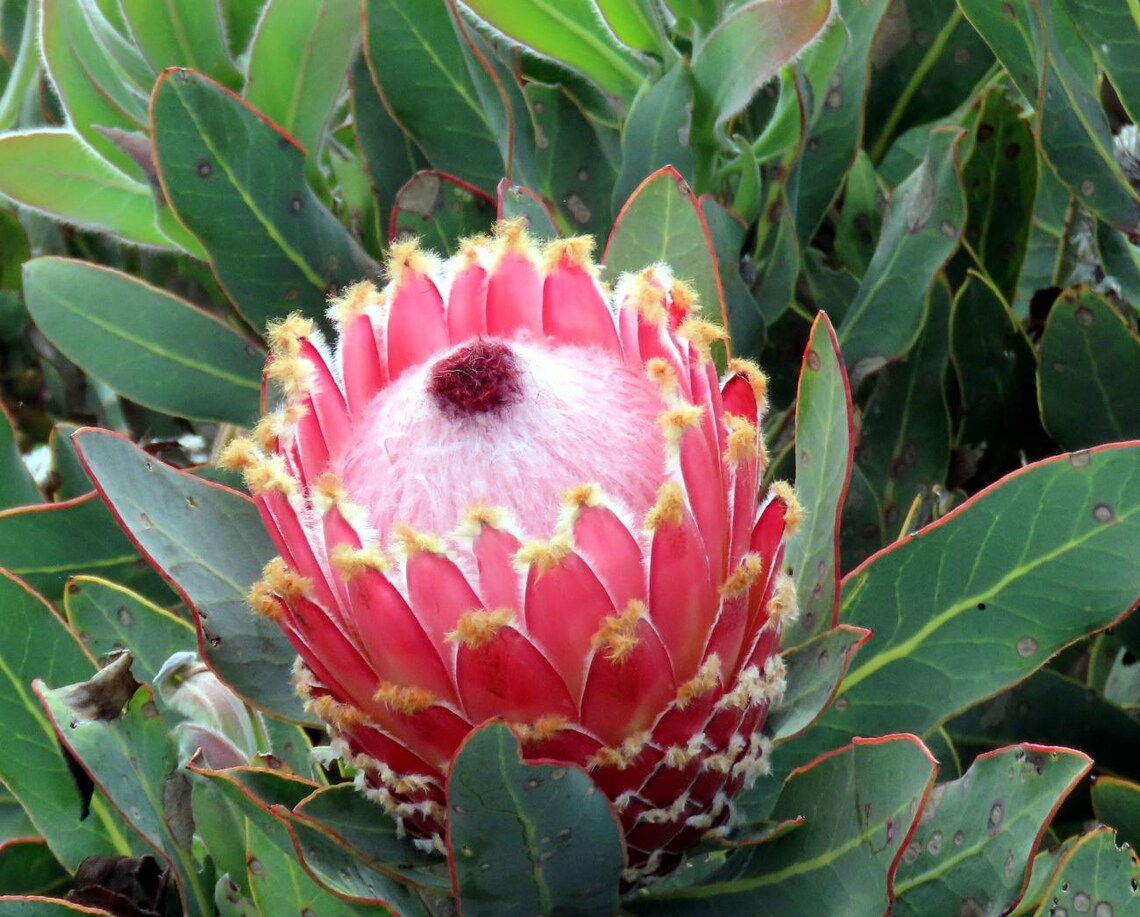 Kit de Sementes de Protea Rei e Rainha (5x Protea cynaroides + 5x ...