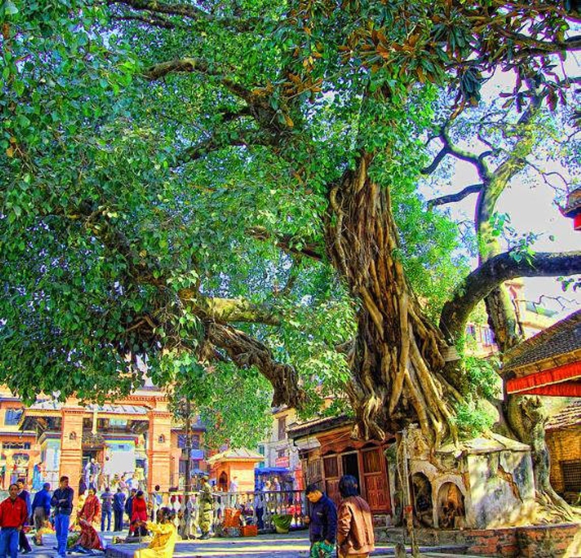 Buddha Tree Ficus Religiosa Religious fig SACRED FIG | Etsy