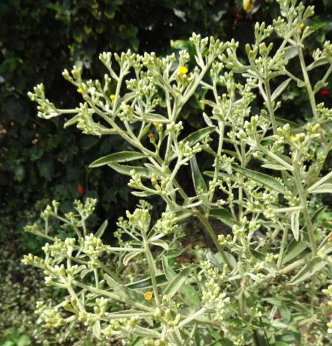 Blumea Balsamifera Aromatria Herb Sembung Balm Sambong | Etsy Canada