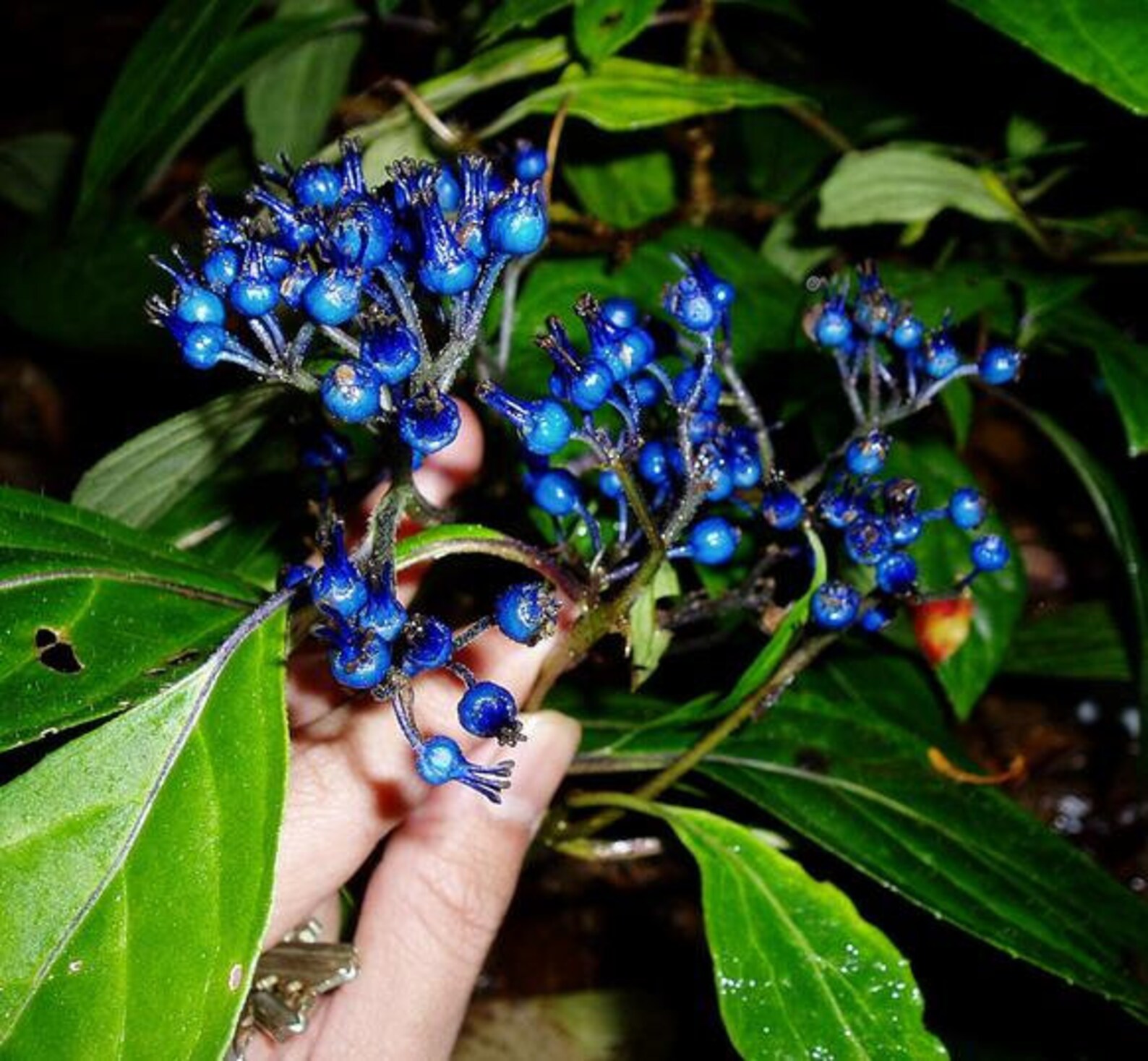 Dichroa Febrifuga Seeds Tibetan Hortence Chinese Quinine | Etsy