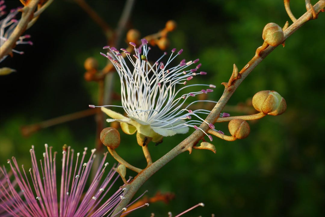 Capparis Zeylanica, Ceylon Caper, Indian Caper - 5 Seeds - Etsy Canada