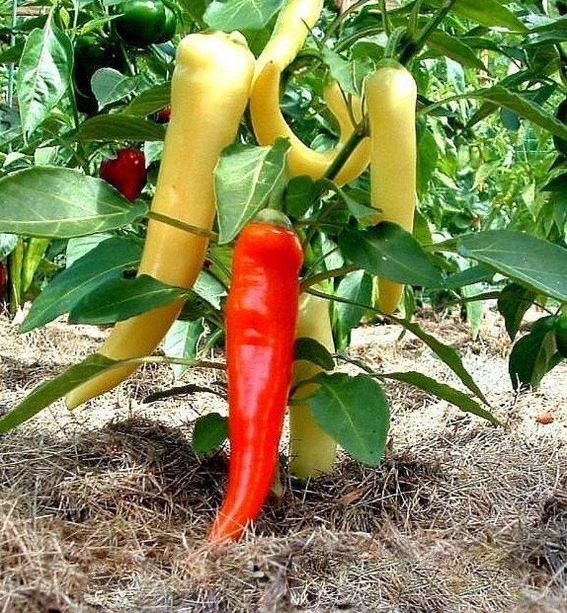 Capsicum Annuum Sweet Banana HEIRLOOM BANANA PEPPER Vegetable - Etsy Canada