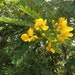 Cassia Auriculata Tree Seed , Avaram Senna Tree , Tanner's Cassia Tree ...