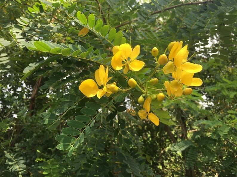 Cassia Auriculata Tree Seed Avaram Senna Tree Tanner's - Etsy Canada