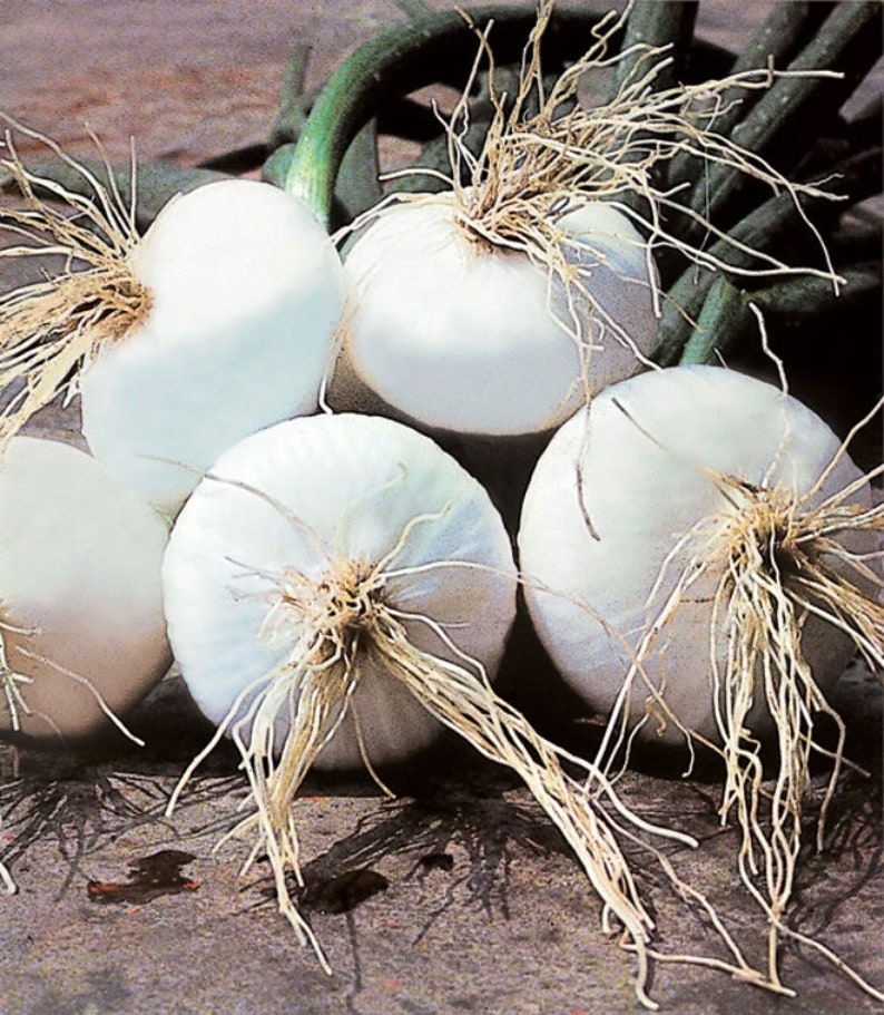 Allium cepa Bianca di Giugnio - cebola branca - 5 sementes - Etsy Portugal