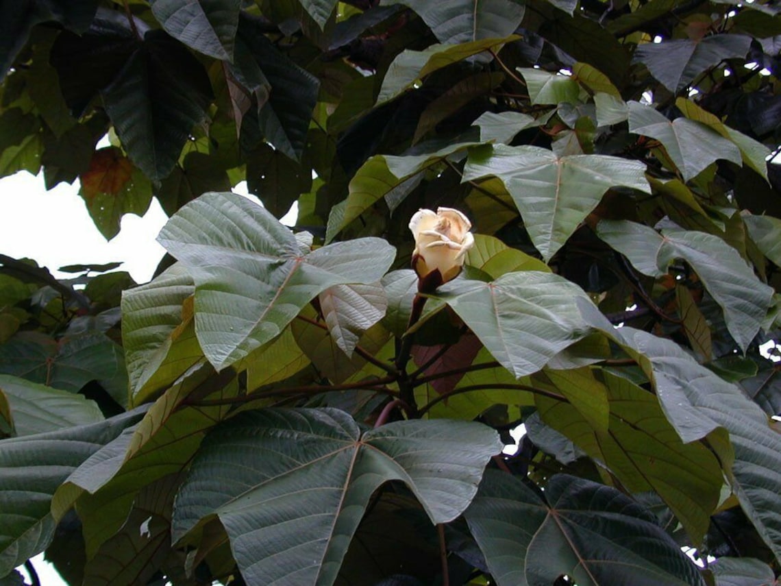 Ochroma Pyramidale 20 Seeds - West Indian Balsa Tree Seeds - Etsy Canada