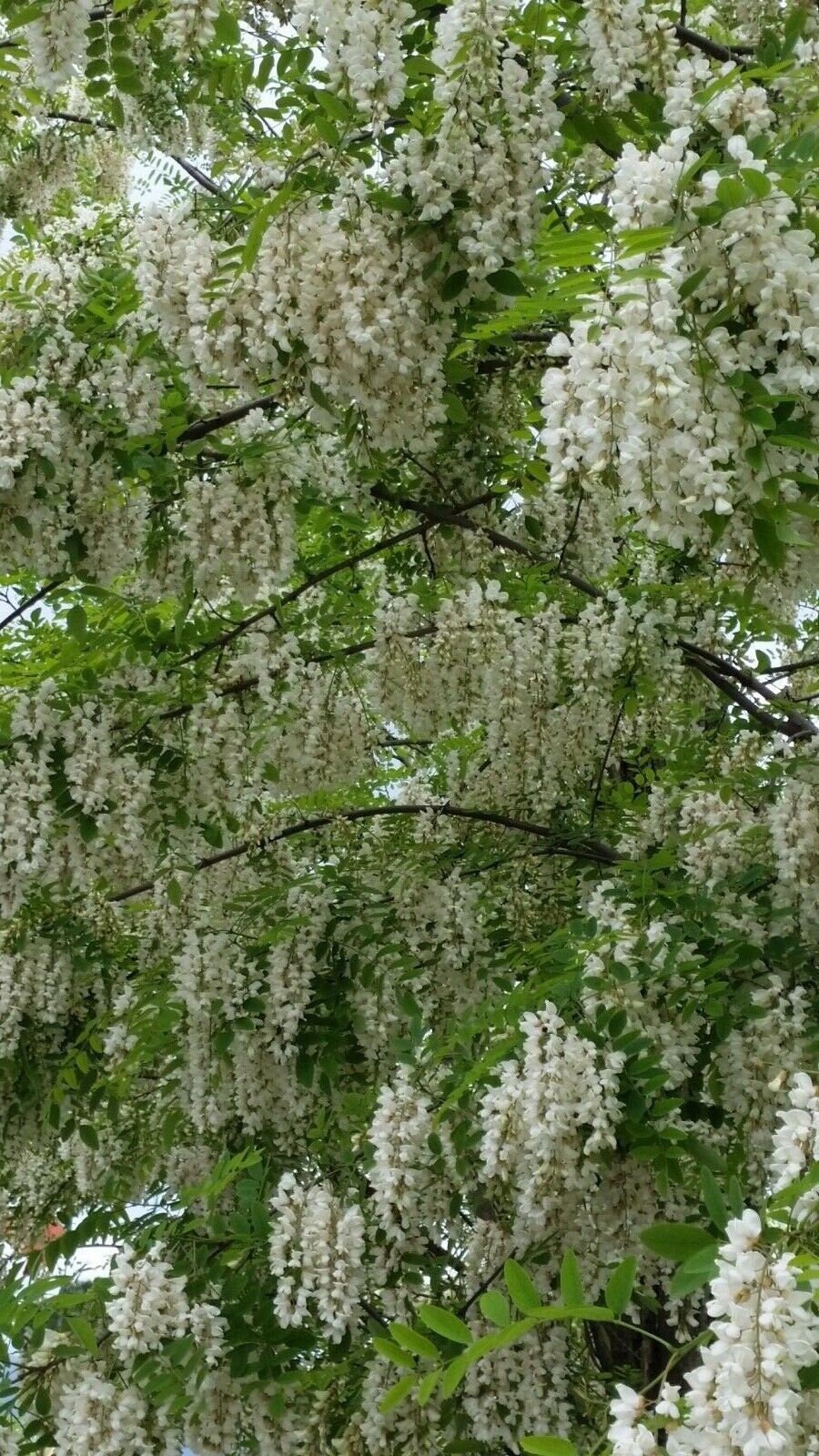 Robinia pseudoacacia 50 Seeds Gaggia Robinia Black Locust | Etsy