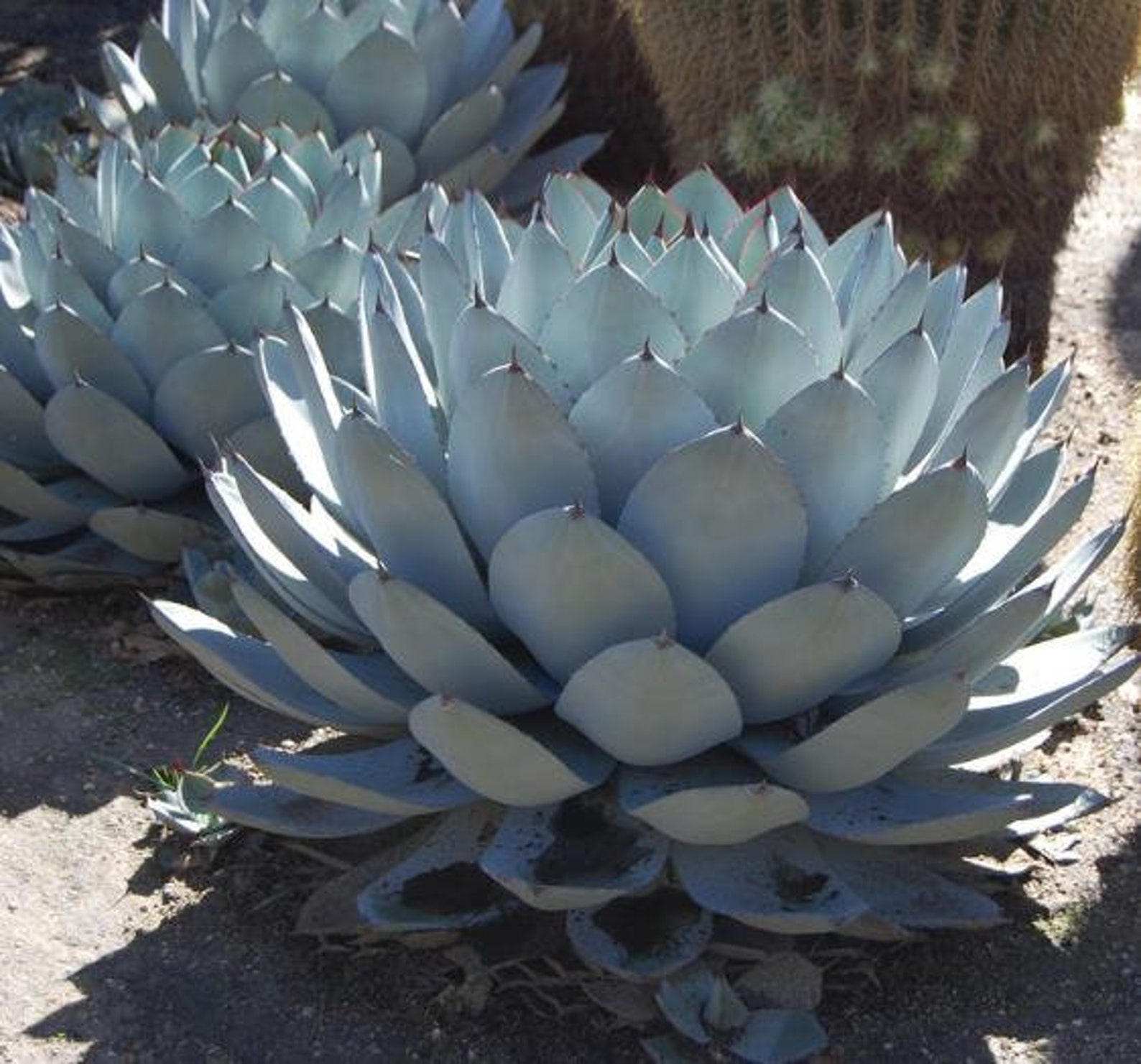 Agave parryi subsp. parryi 10 Seeds succulent plant cactus | Etsy