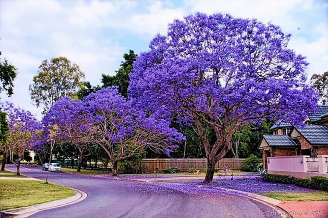 Jacaranda Mimosifolia Jacaranda Mimoso 40 Seeds | Etsy