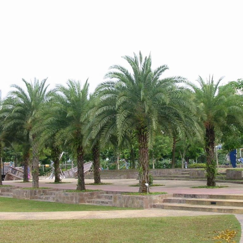 Phoenix Sylvestris Silver Wild Date Palm Cold and Humidity | Etsy