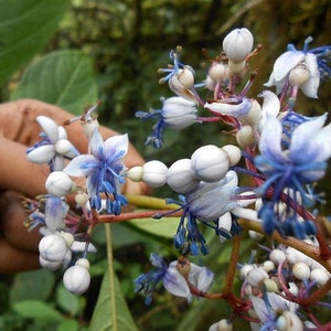 Dichroa Febrifuga Seeds Tibetan Hortence Chinese Quinine | Etsy