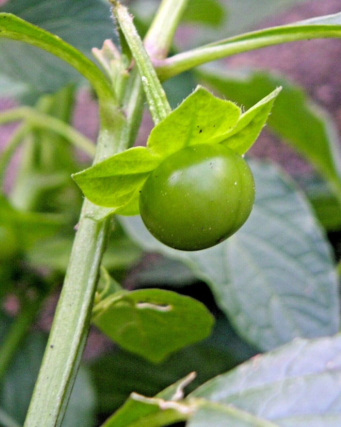 Jaltomata Procumbens Xaltomatl Creeping False Holly 10 | Etsy Canada