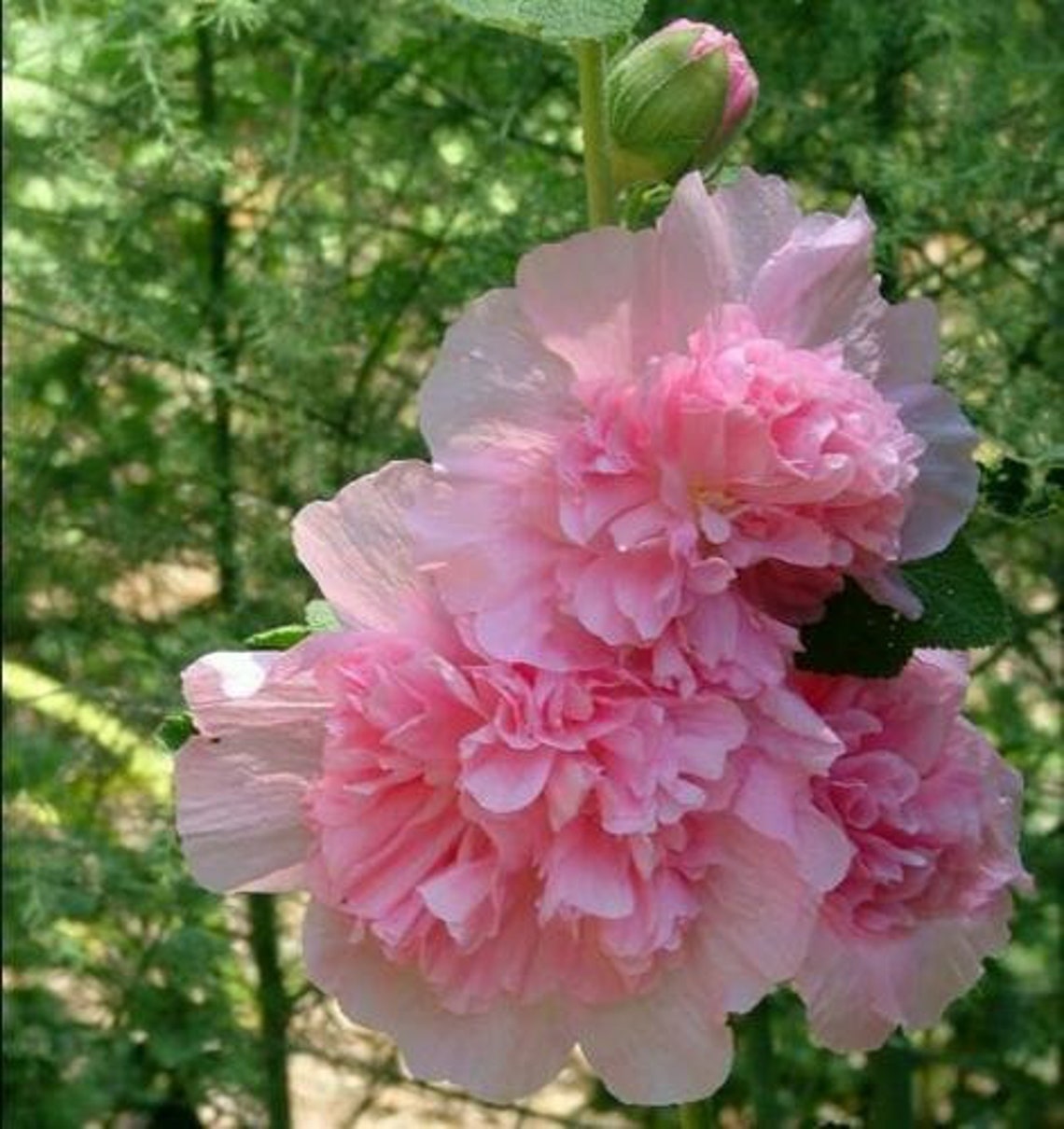 50 Alcea Rosea Chaters Double Rose Pink Double Pink Doubled | Etsy