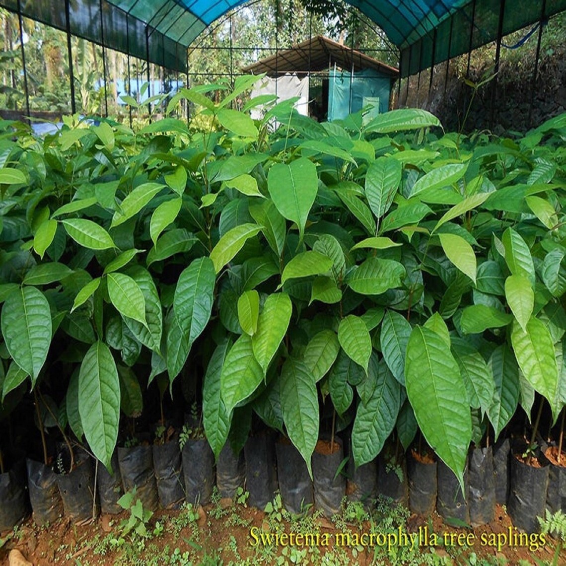 Honduran Mahogany Tree Seeds Swietenia Macrophylla Big - Etsy