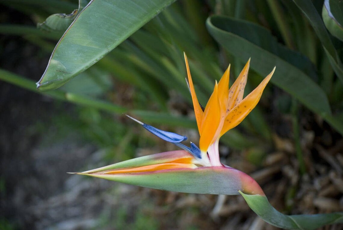 Strelitzia Reginae Orange Bird of Paradise 5 Seeds - Etsy