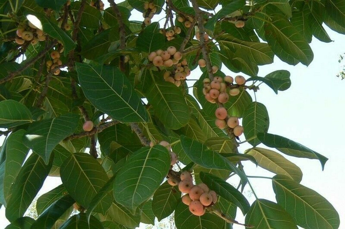 White Fig Tree Seeds 200 Ficus Virens Ornamental Tropical - Etsy