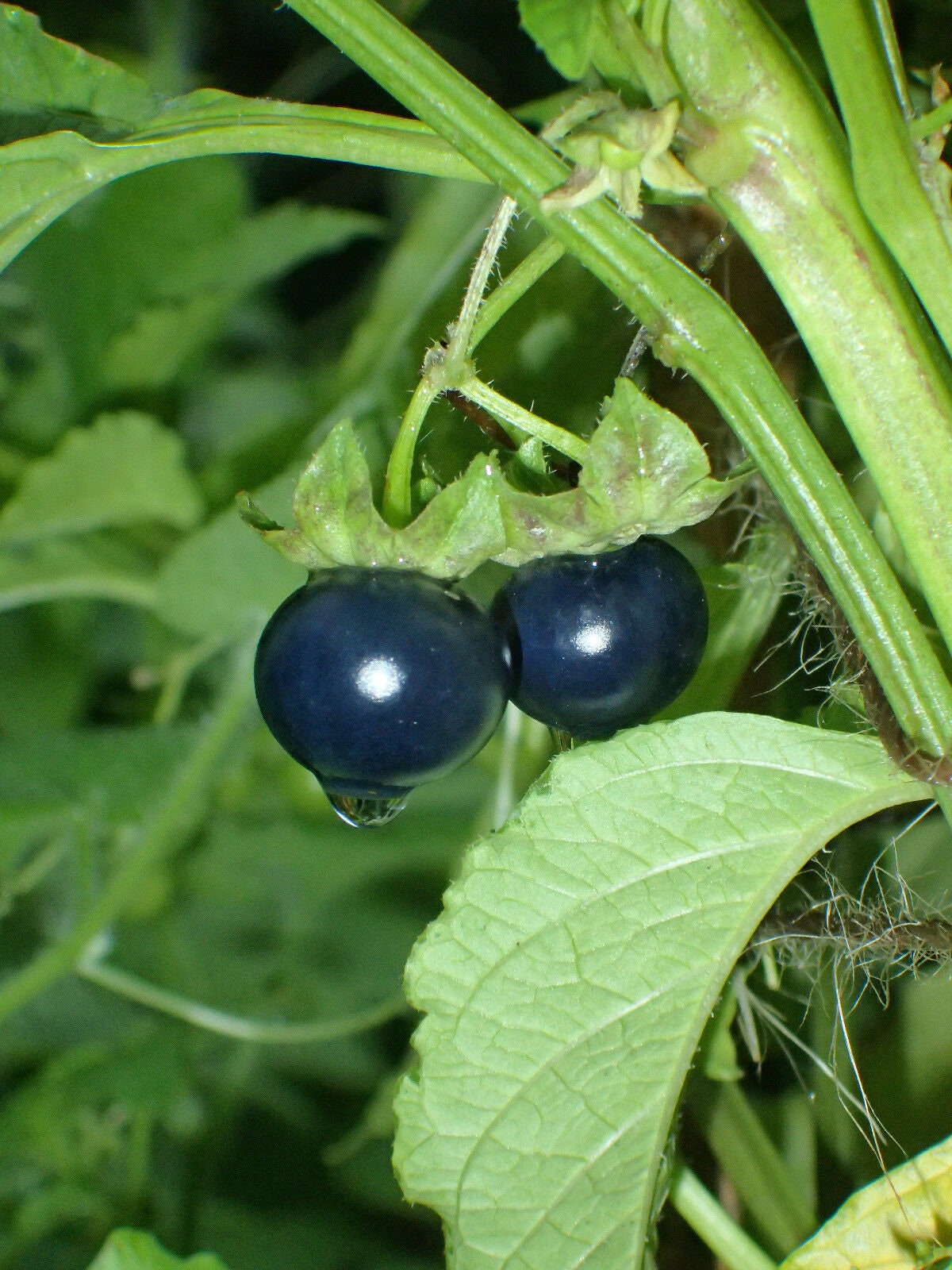 Jaltomata Procumbens Xaltomatl Creeping False Holly 10 - Etsy Canada